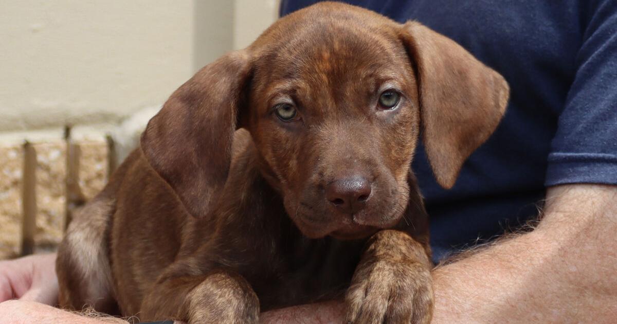 A Forever Home Dogs | Pets | fairfaxtimes.com