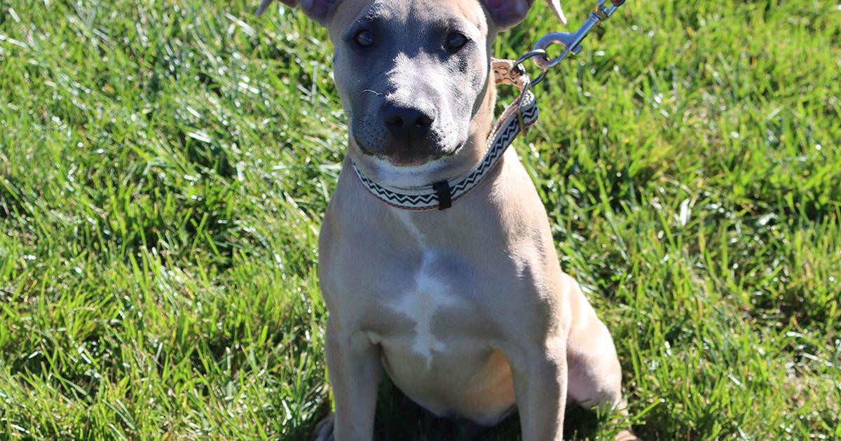 A Forever Home - dogs for adoption | Articles | fairfaxtimes.com