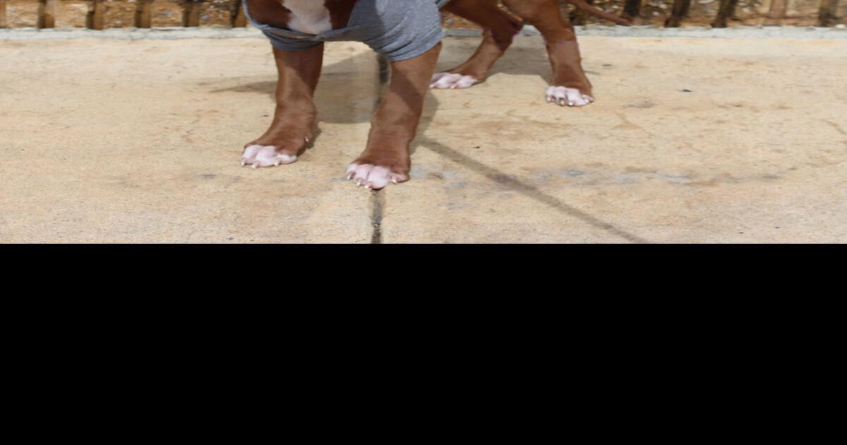 A Forever Home Dogs - Adorable Adoptables | Pets | fairfaxtimes.com