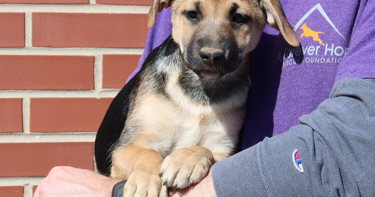 Adorable Adoptables: A Forever Home | Pets | fairfaxtimes.com