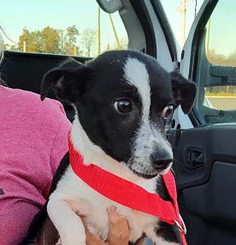 A Forever Home - dogs for adoption | Articles | fairfaxtimes.com