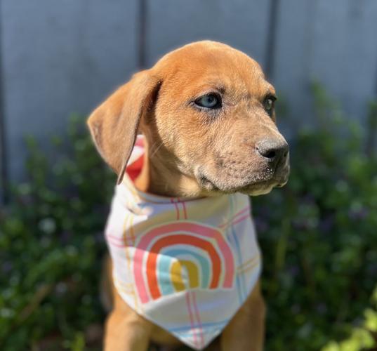A Forever Home Dogs - Adorable Adoptables | Pets | fairfaxtimes.com