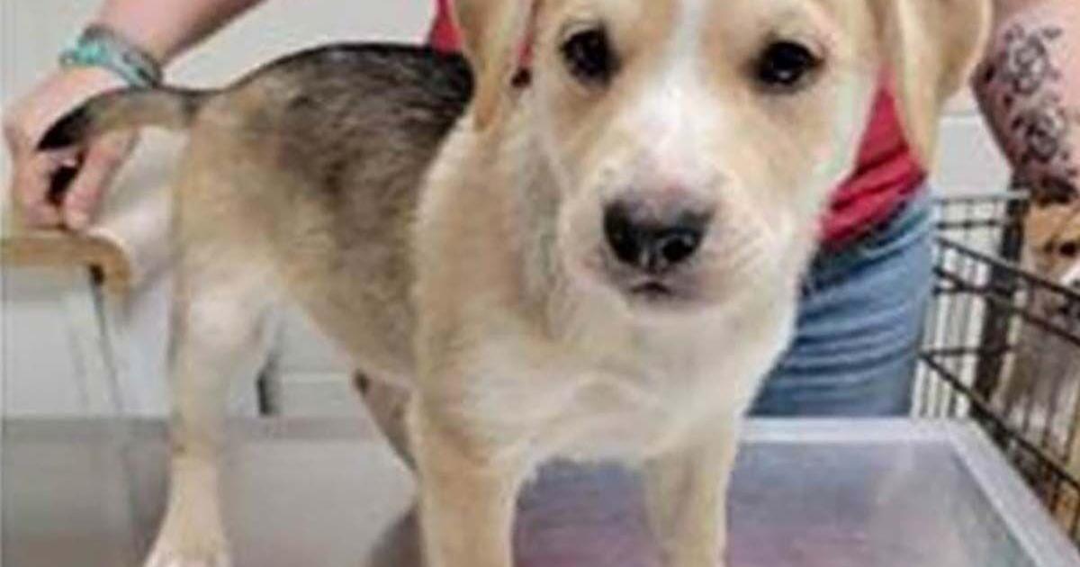 Adorable Adoptables: A Forever Home | Pets | fairfaxtimes.com
