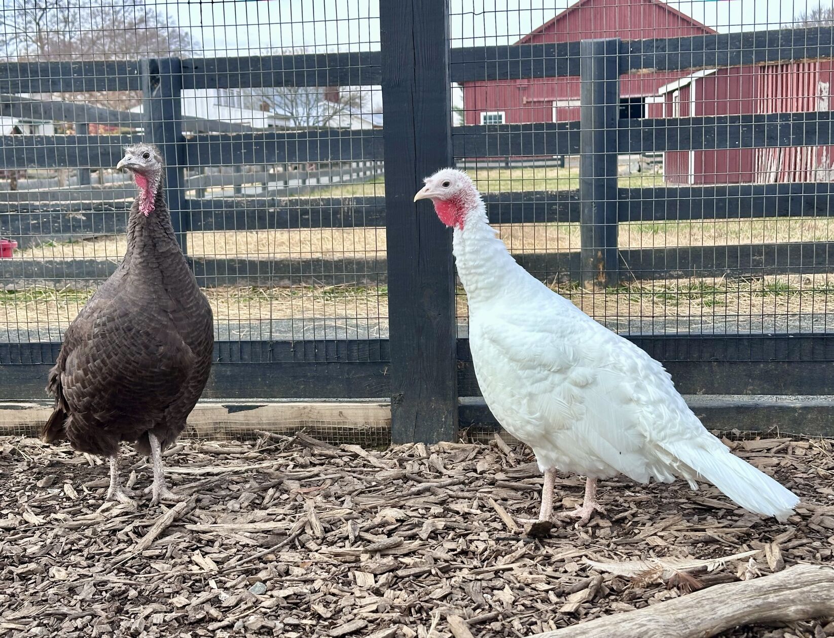 My turkey don’t gobble-gobble, it purrs, yelps, clucks, and cackles ...