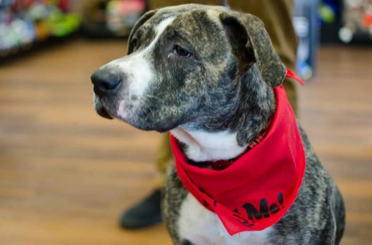 From The Dog’s Paw - Memorial Day Salute! | Articles | fairfaxtimes.com