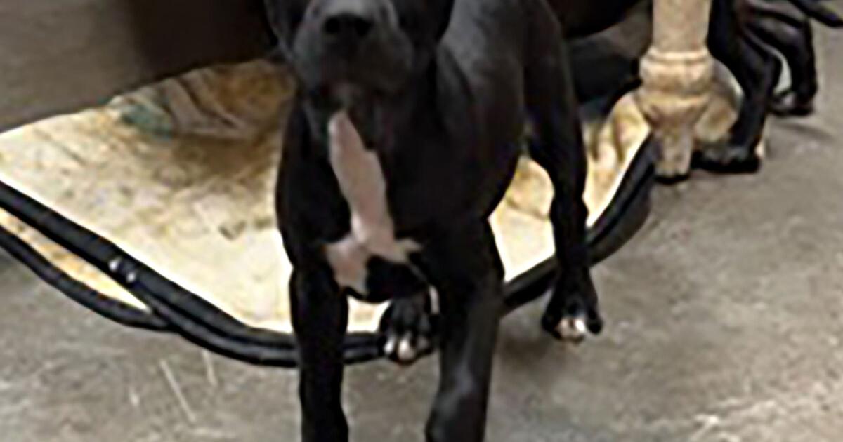 Adorable Adoptions - A Forever Home Dogs | Pets | fairfaxtimes.com