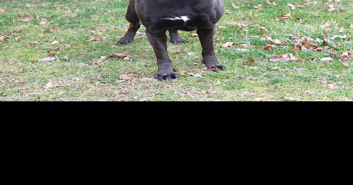 A Forever Home Dogs - Adorable Adoptables | Pets | fairfaxtimes.com