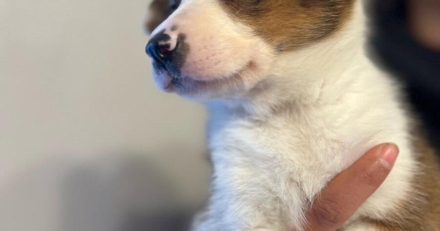 Forever Home - Adorable Adoptables | Pets | fairfaxtimes.com