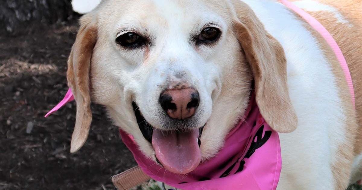 Forever Home Dogs | Pets | fairfaxtimes.com