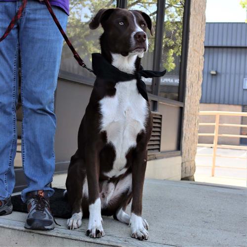 Forever Home Dogs | Pets | fairfaxtimes.com