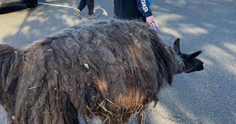 No two days are the same for Animal Protection Police officers | Pets ...