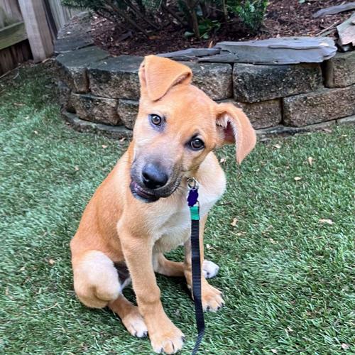 Forever Home Dogs | Pets | fairfaxtimes.com
