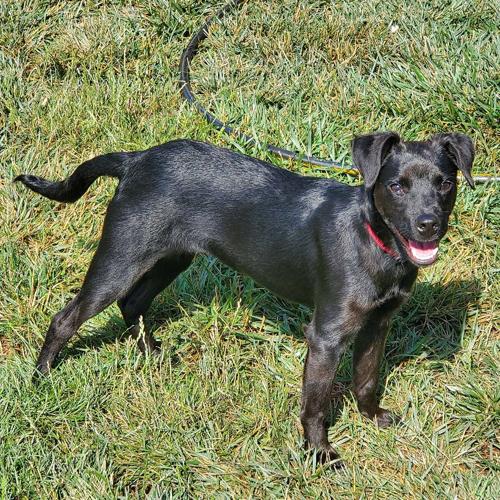 Forever Home Dogs | Pets | fairfaxtimes.com