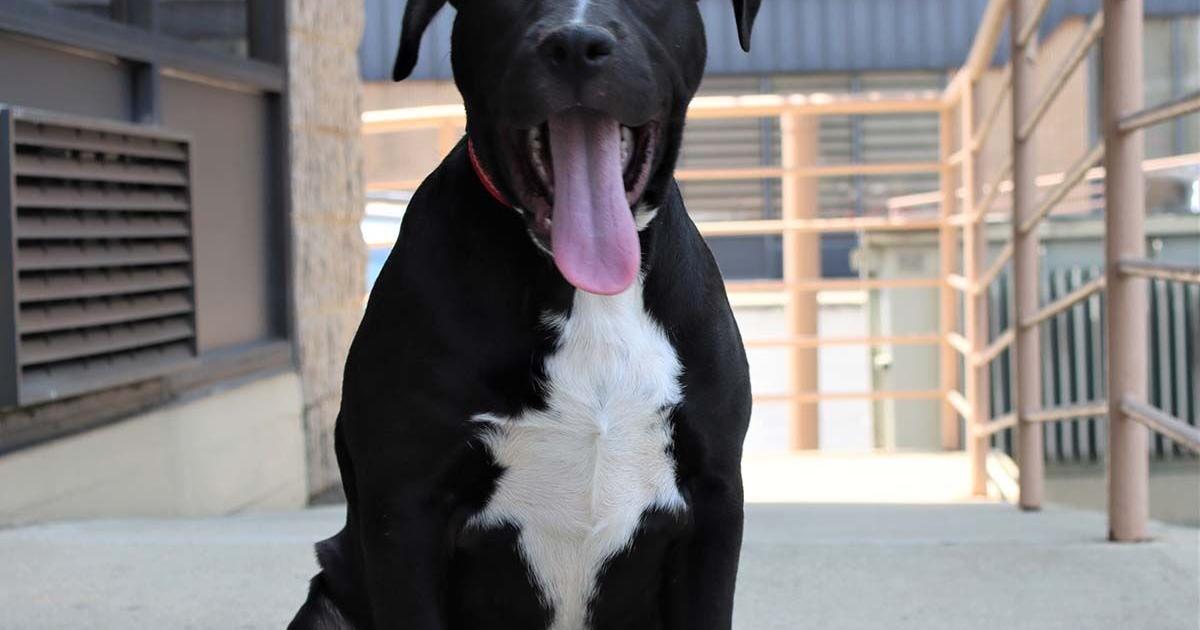 Forever Home Dogs | Pets | fairfaxtimes.com