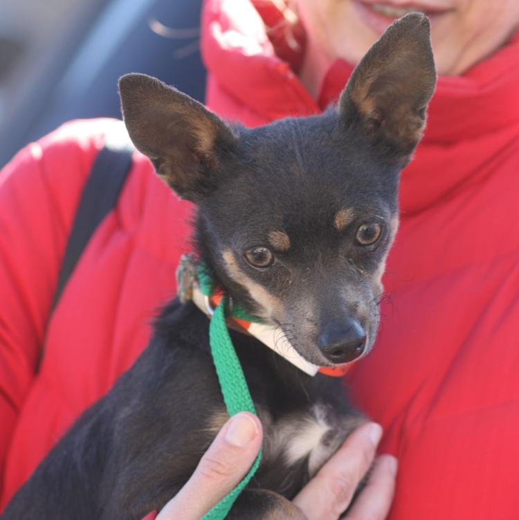 Adorable Adoptables | Articles | fairfaxtimes.com