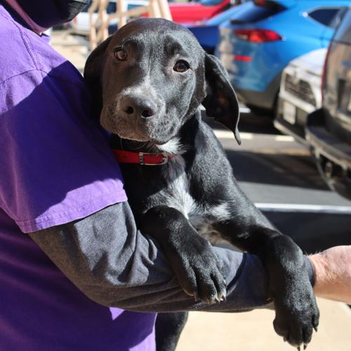 Adopt a dog | Pets | fairfaxtimes.com