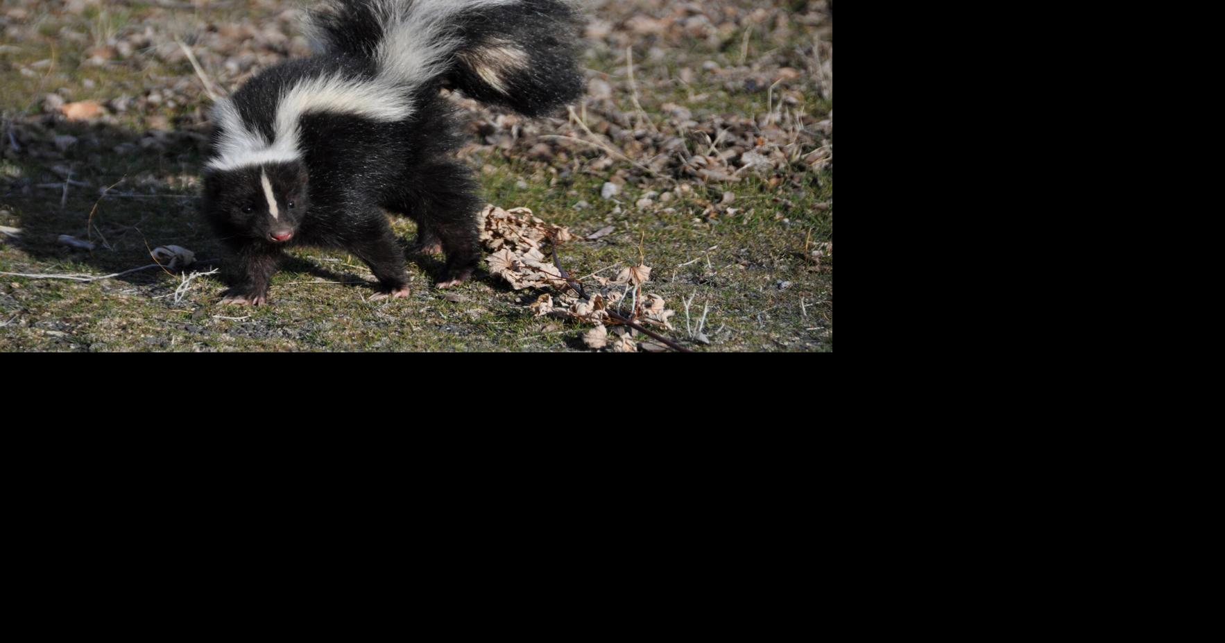 From the Dog's Paw: Don’t get skunked! | Pets | fairfaxtimes.com