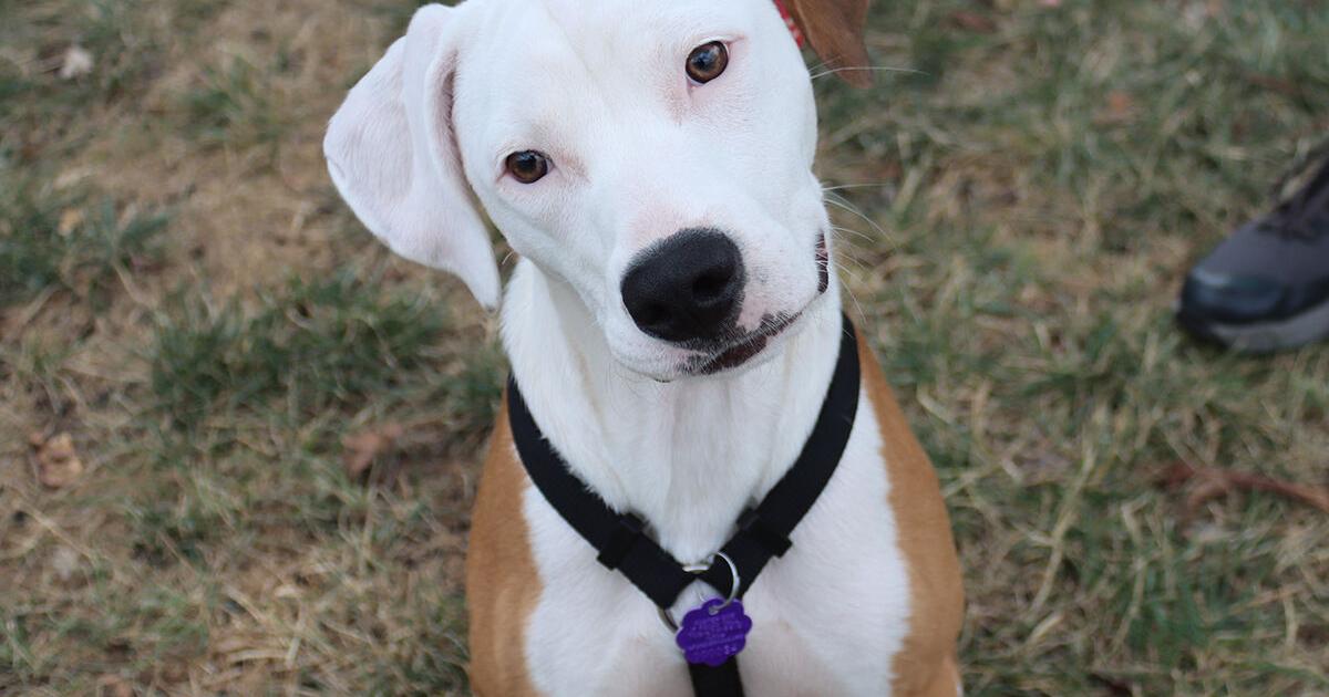 Adorable Adoptables - A Forever Home Dogs | Pets | fairfaxtimes.com