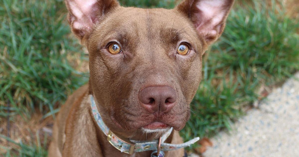 A Forever Home - dogs available for adoption | Articles | fairfaxtimes.com