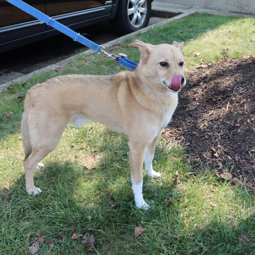 Adopt a dog | Pets | fairfaxtimes.com