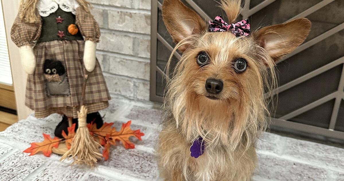 Adorable Adoptables - A Forever Home Dogs | Pets | fairfaxtimes.com