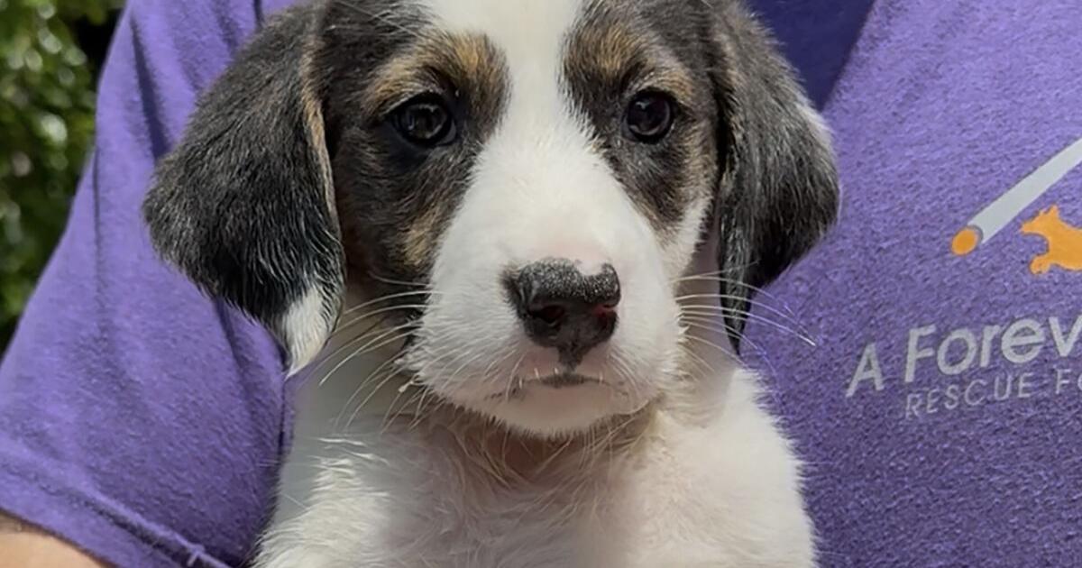 Adorable Adoptables: A Forever Home | Articles | fairfaxtimes.com