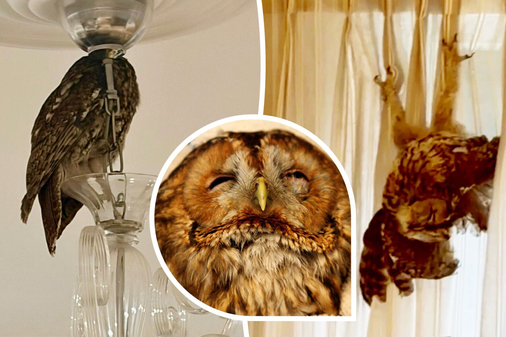 Homeowners find two owls asleep in their house | National ...