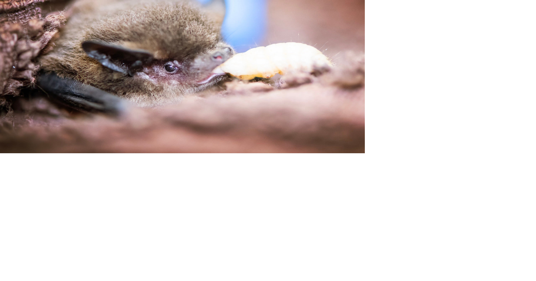 Bat survives being flushed down toilet | National | fairfieldsuntimes.com