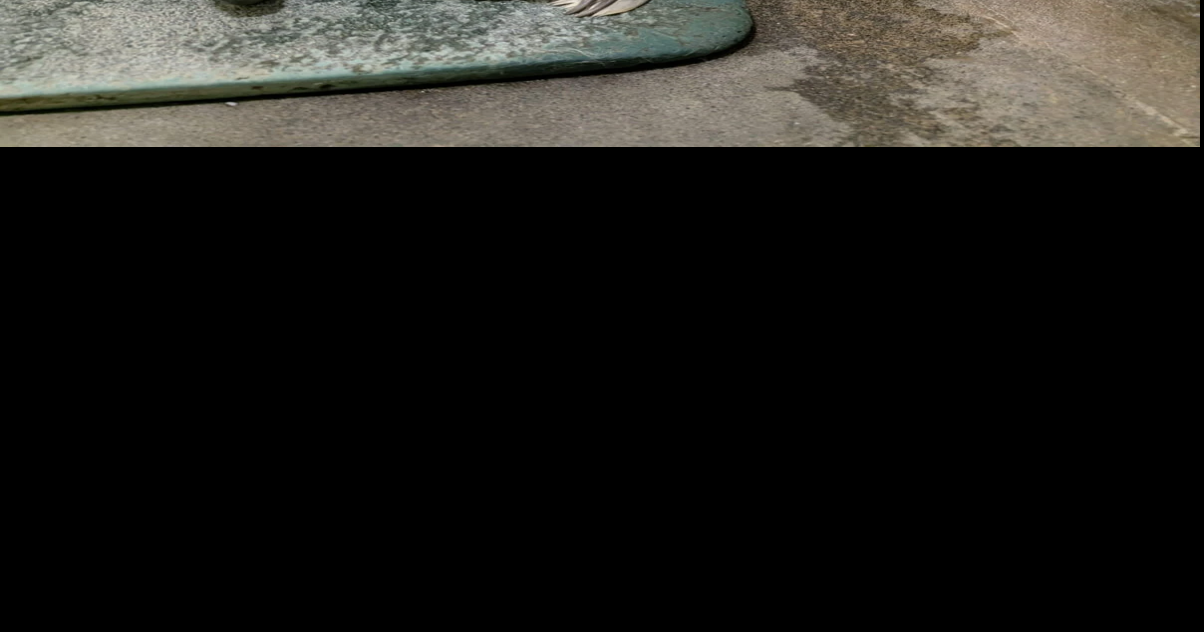 Postman rescues baby seal found outside front door | National ...