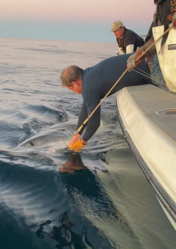 Largest great white shark surfaces off Florida tourist hotspot ...