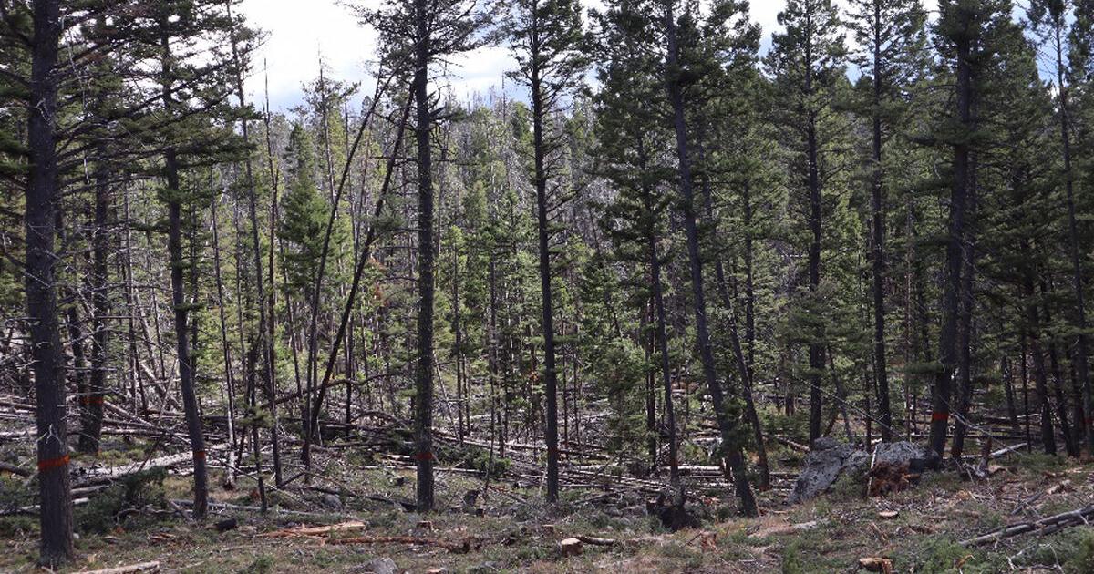 Helena-Lewis and Clark Nat’l Forest opens comment period for Forest ...