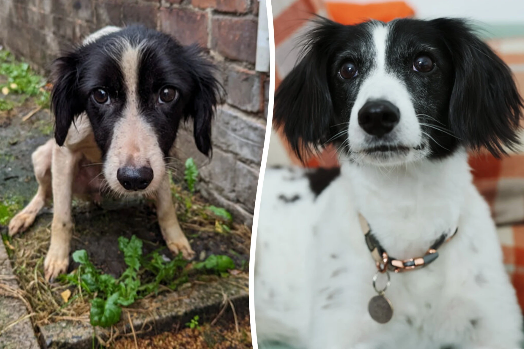 Abandoned bald puppy recovers and finds forever home | National ...