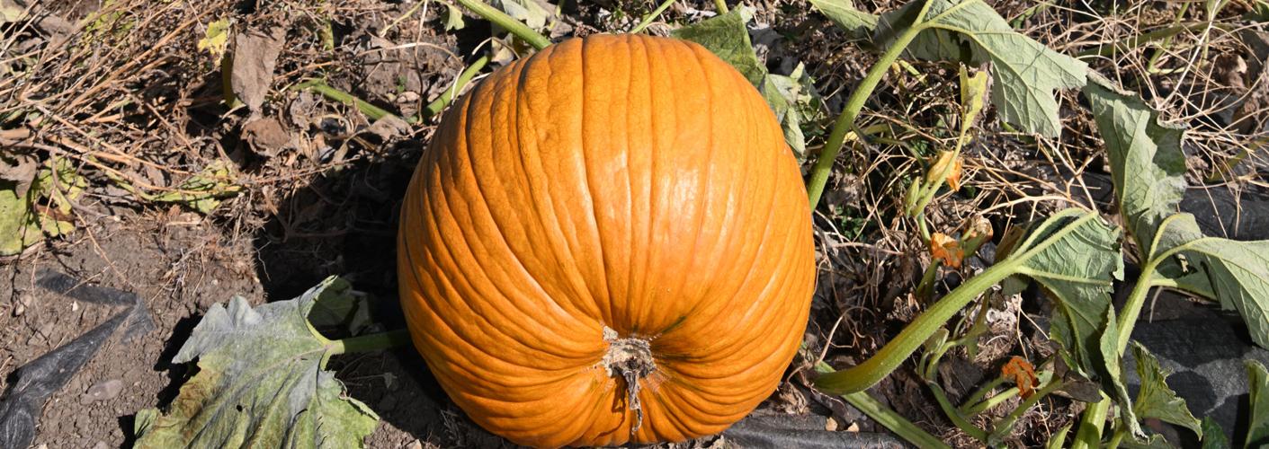 Jordan’s Pumpkins for a Cause is Saturday | Local News ...