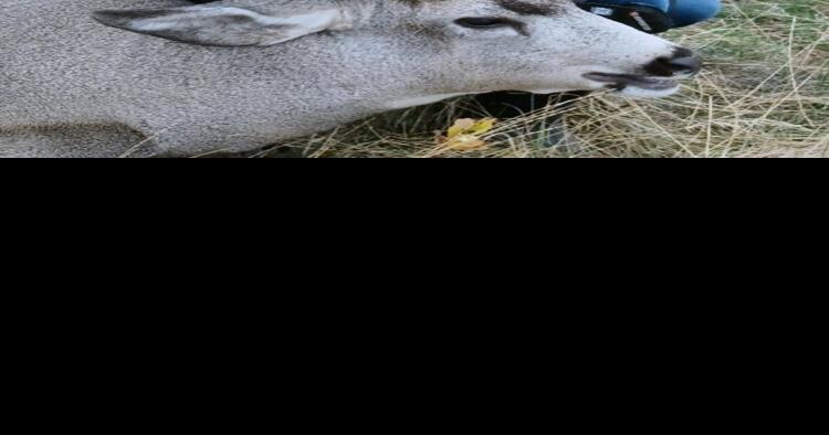 My First Buck | State | fairfieldsuntimes.com