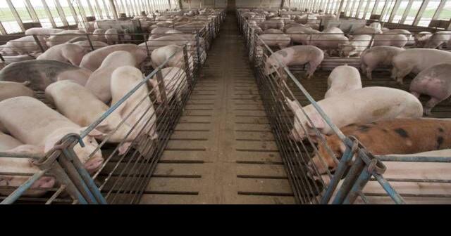 U.S. hog inventory, cattle on feed up slightly | Livestock ...