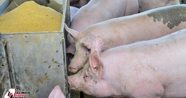 'I Protect Pigs' photo contest returns | General | farmweeknow.com