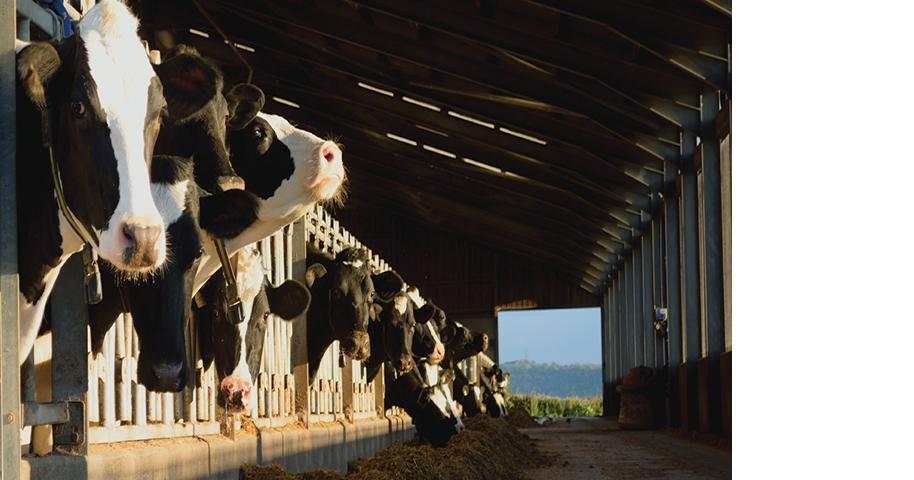 Dairy Summit explores ways for farmers to build milk checks ...
