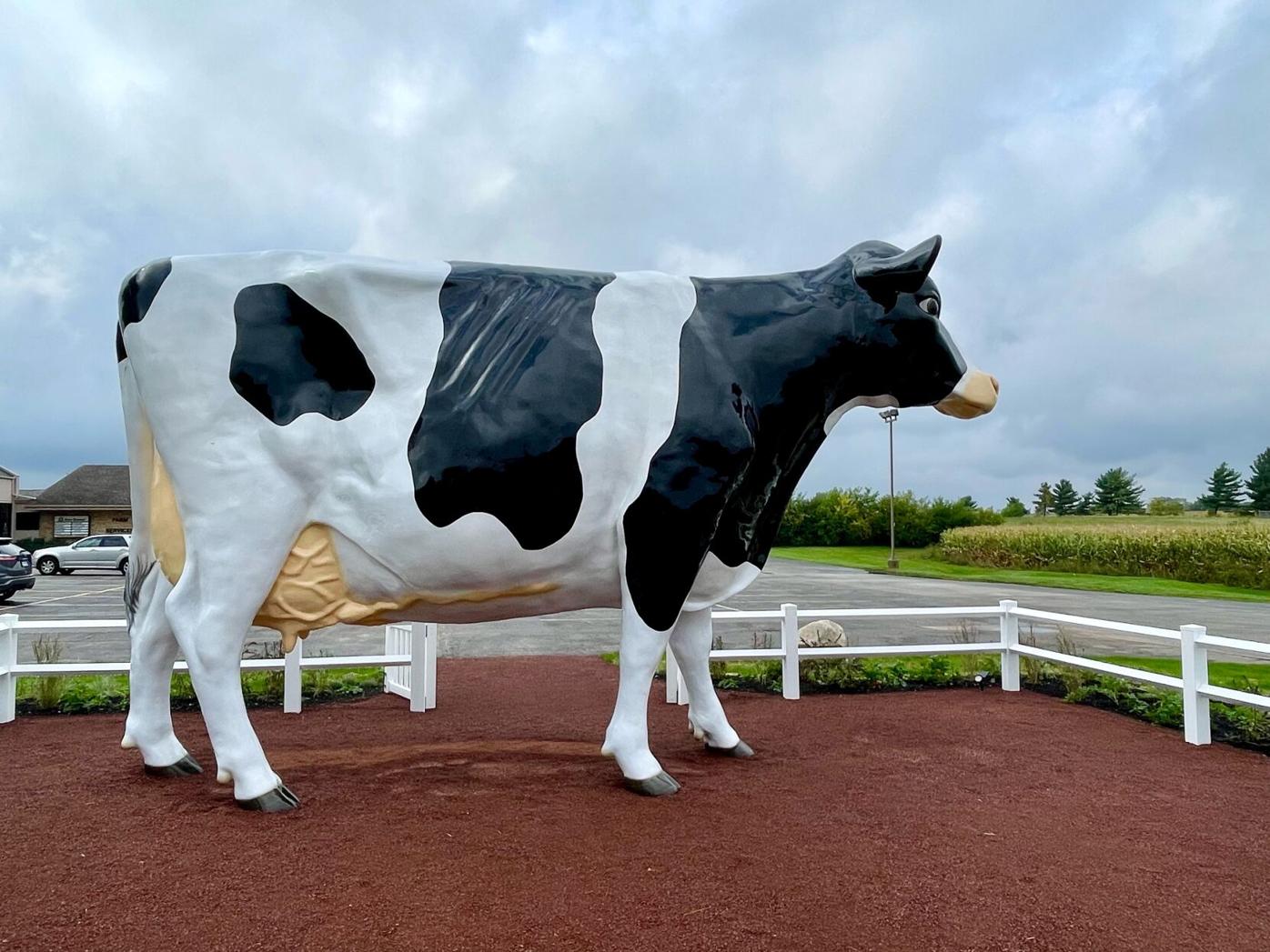 big cow