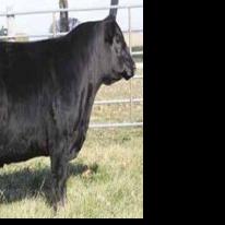 IPT Bull Sale breaks record sale average | Livestock | farmweeknow.com