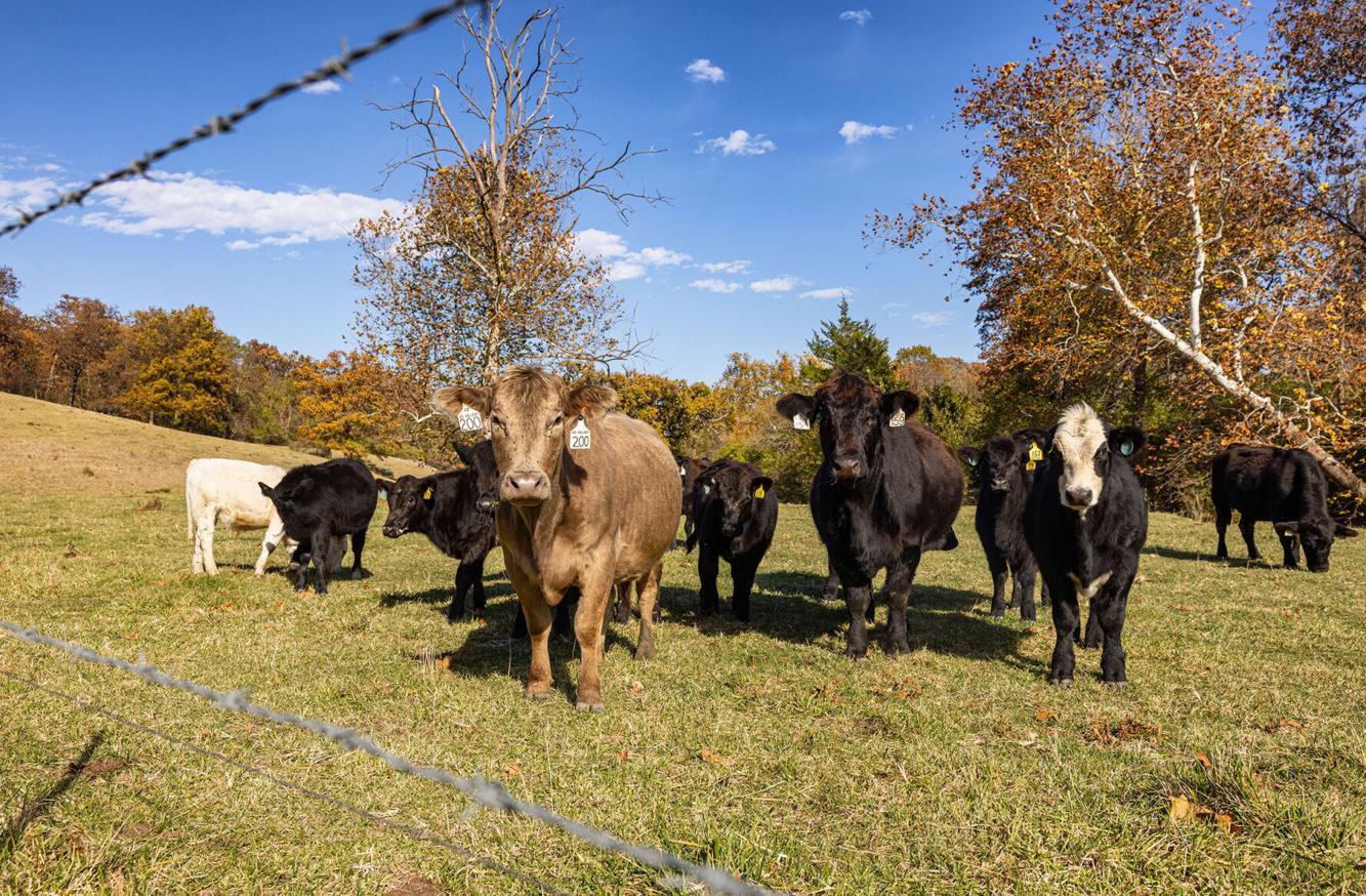 Cattle on feed down 2%; market volatility continues | Livestock ...