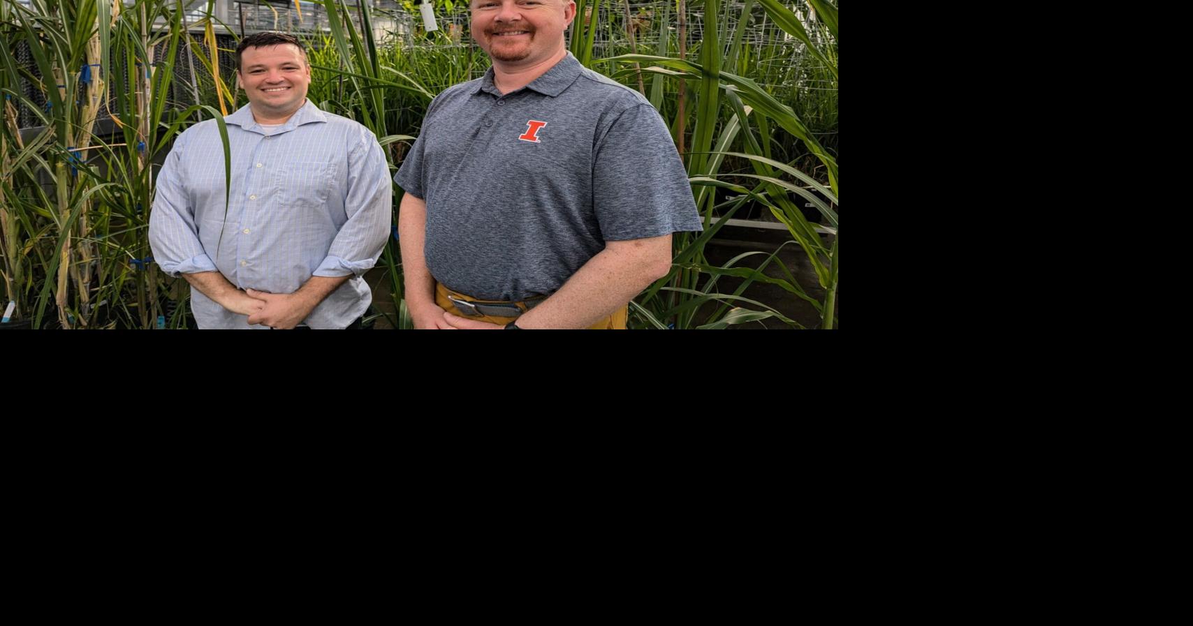 CABBI team designs more efficient bioenergy crops | Environmental ...