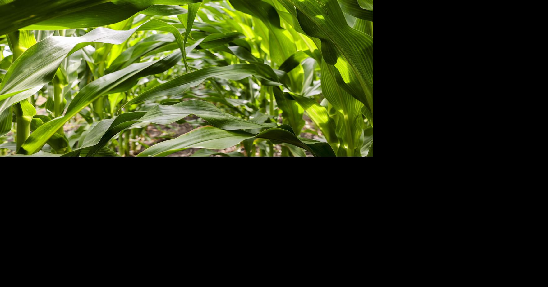 Stick to the game plan and never give up on a crop | Opinion ...