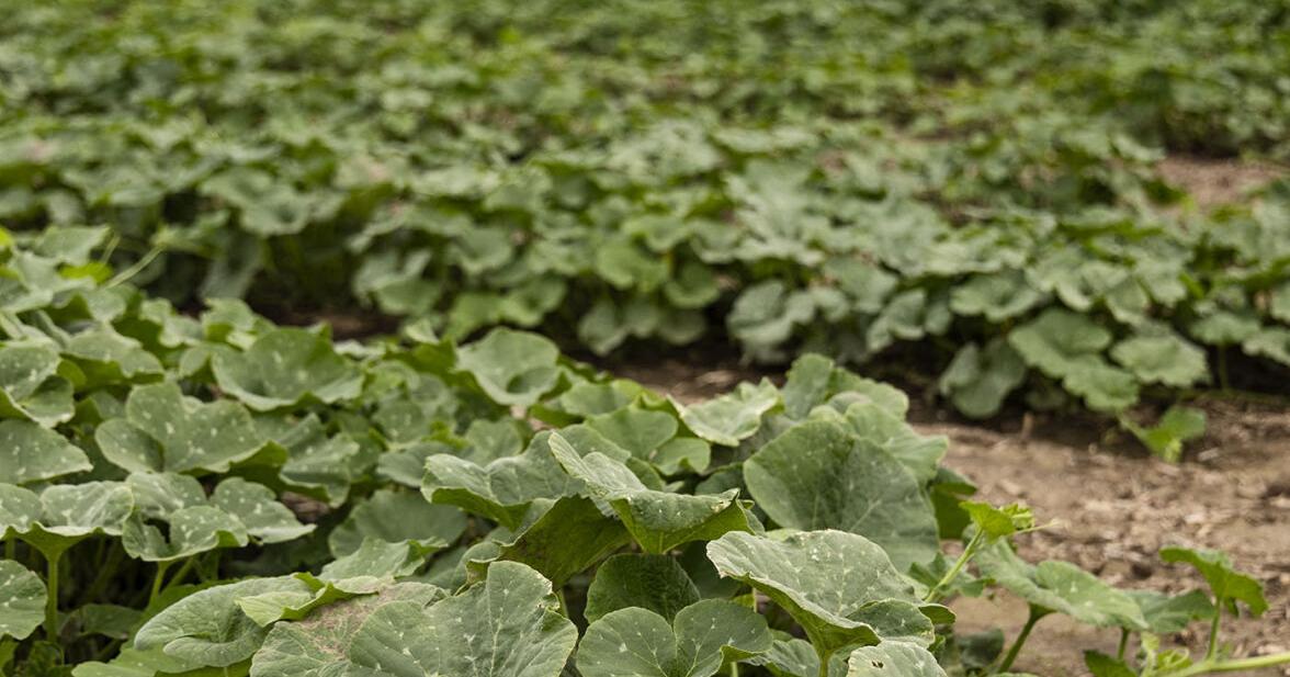 Farmers urged to look for signs of historic blight | Crop Conditions ...