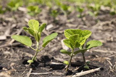USDA offers first 2025-26 crop estimates | Profitability | farmweeknow.com