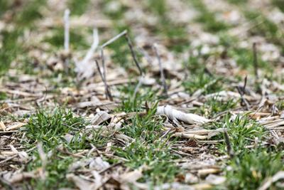 Winter wheat planting off to good start in Illinois | Profitability ...
