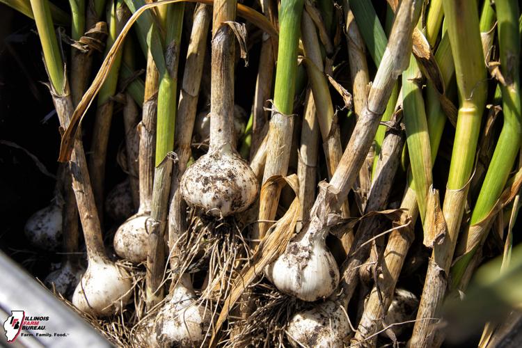 Kane County farm focuses on medicinal value of garlic | General ...