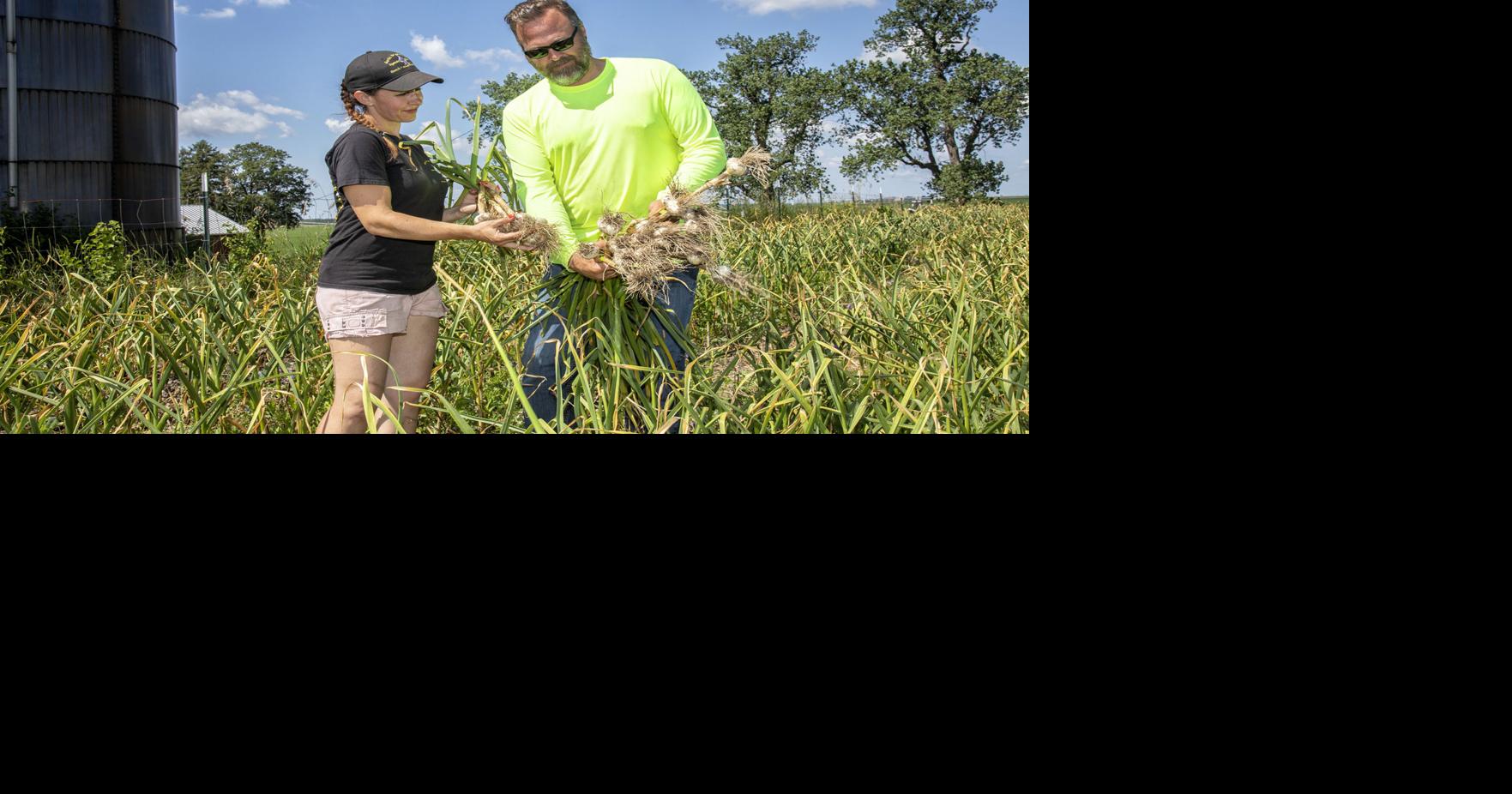Kane County farm focuses on medicinal value of garlic | General ...