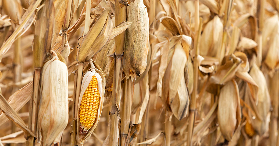 Virginia corn grower sets new yield record | Profitability ...