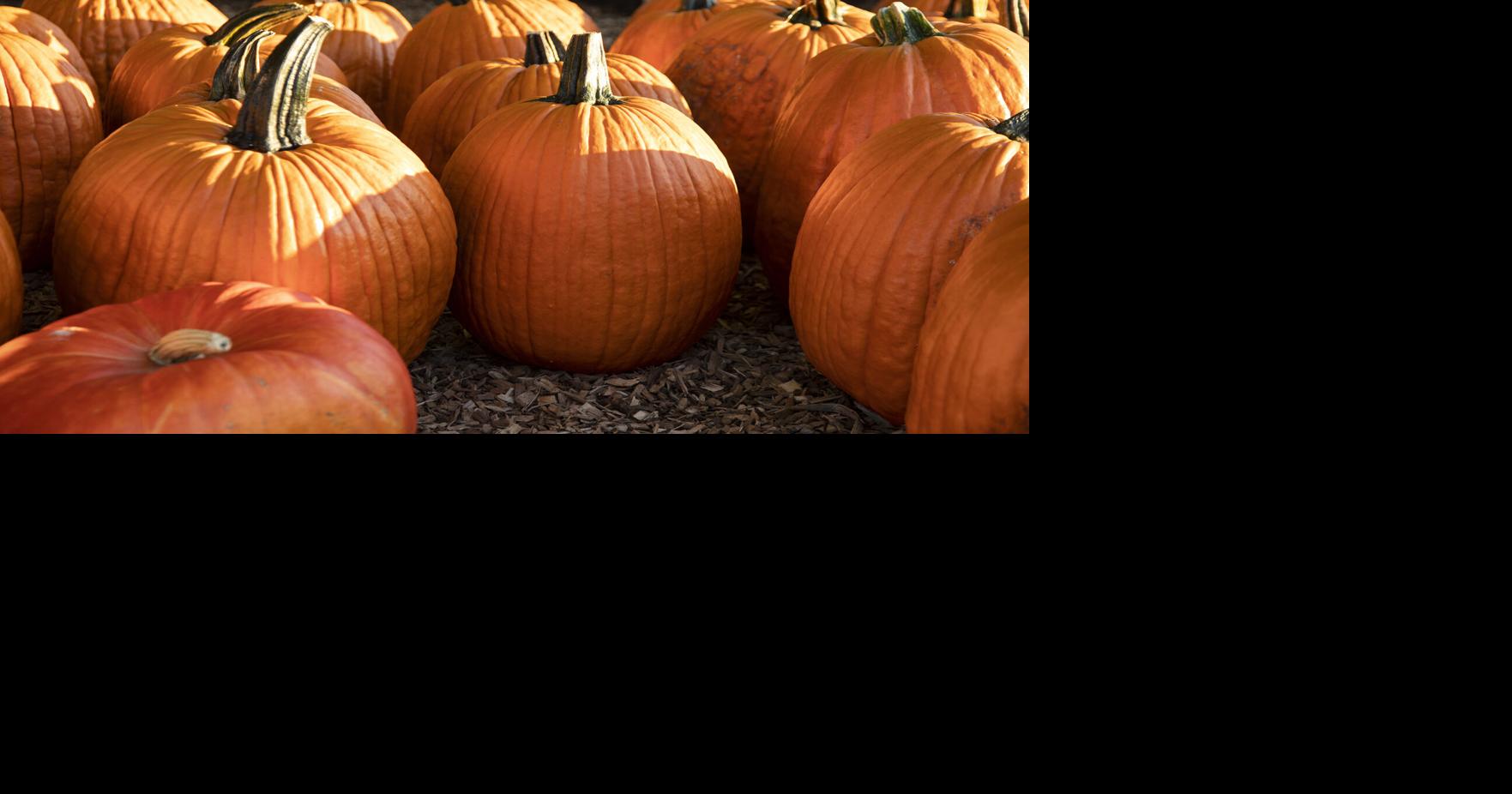 Scientists say diversified weed control critical to pumpkin production ...