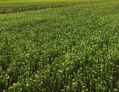CoverCress making debut in Illinois fields this fall | Crop Conditions ...